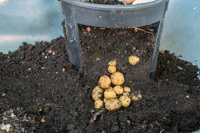 Can You Compost Potatoes - TheLawnWhiz