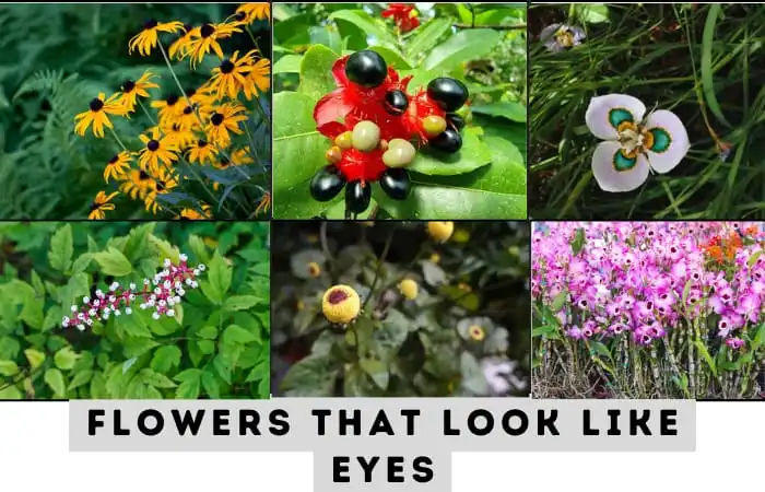 9 Exquisite Flowers That Look Like Eyes - TheLawnWhiz