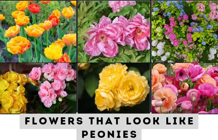 13 Glowy Flowers That Look Like Peonies - TheLawnWhiz