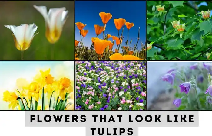 Flowers That Look Like Tulips - TheLawnWhiz