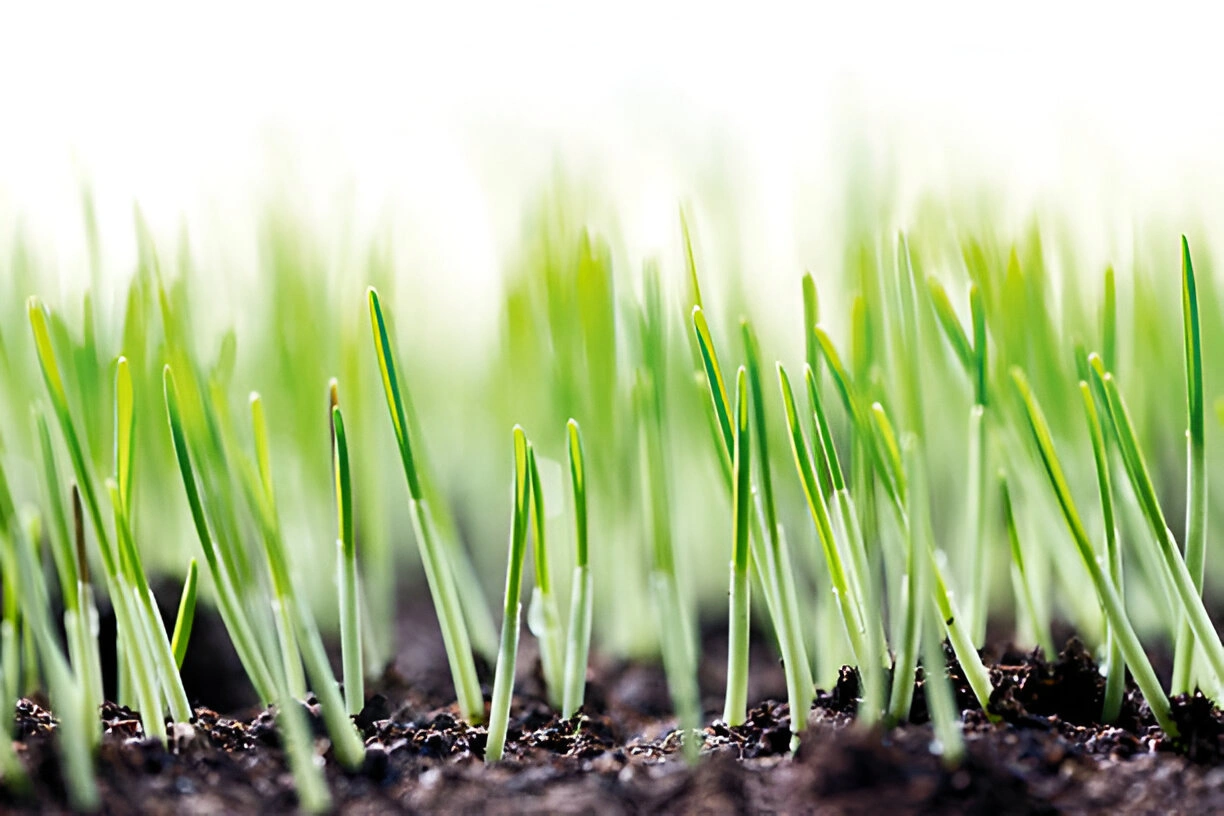How Long Does It Take for Grass Seed to Grow - TheLawnWhiz